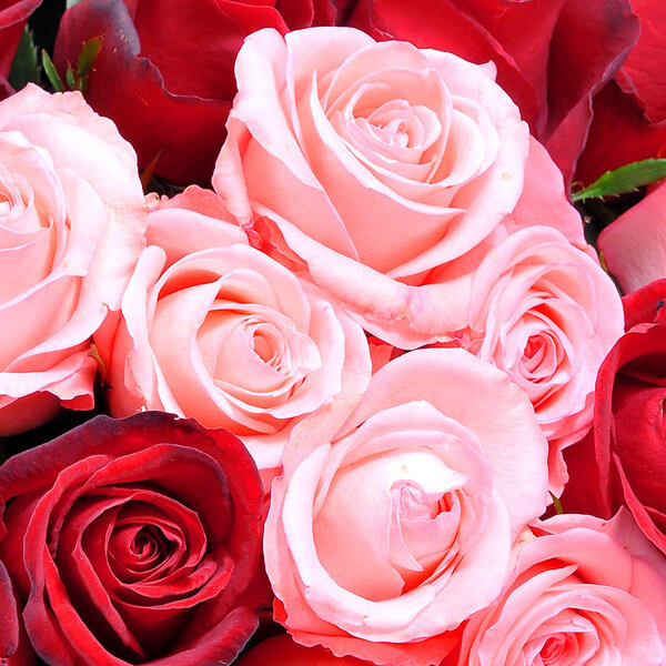 Bouquet de roses "AGORA" - Livraison Express | Florajet