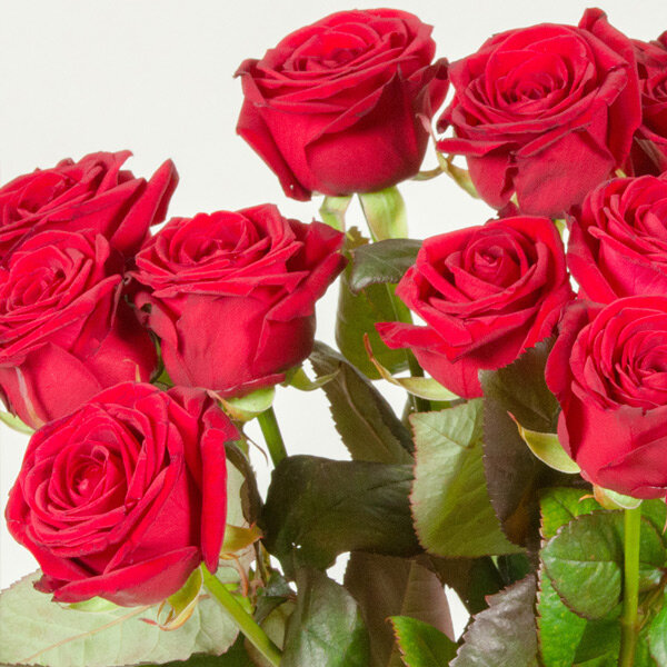 Bouquet de roses "21 GRANDES ROSES ROUGES" - Livraison Express | Florajet