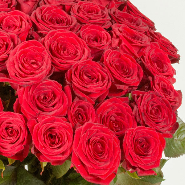 Bouquet de roses "54 GRANDES ROSES ROUGES" - Livraison Express | Florajet