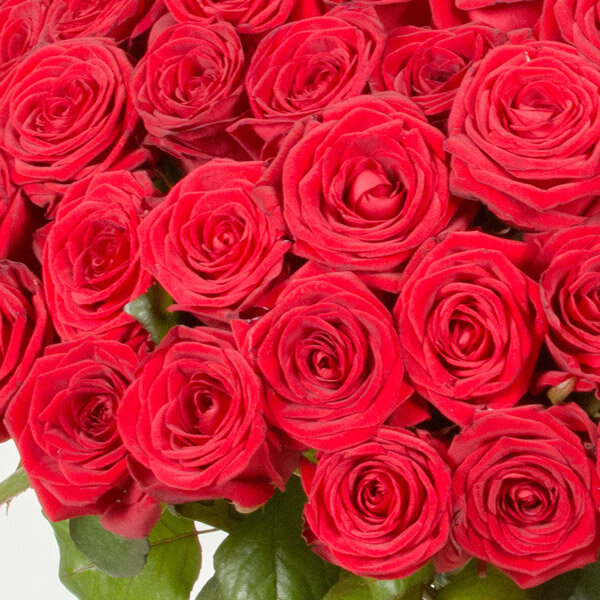 Bouquet de roses "70 GRANDES ROSES ROUGES" - Livraison Express | Florajet