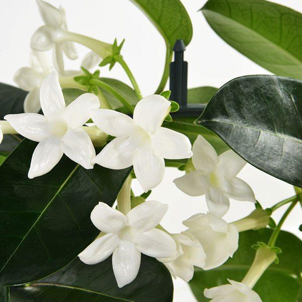 Plantes "STEPHANOTIS EN POT" - Livraison Express | Florajet