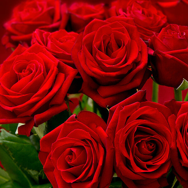 Roses Rouges Amour – Livraison en Express | Florajet