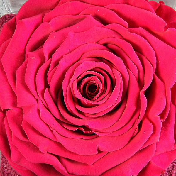 Bouquet de roses "ROSE ETERNELLE FUCHSIA+ POT EN VERRE CARRE ...