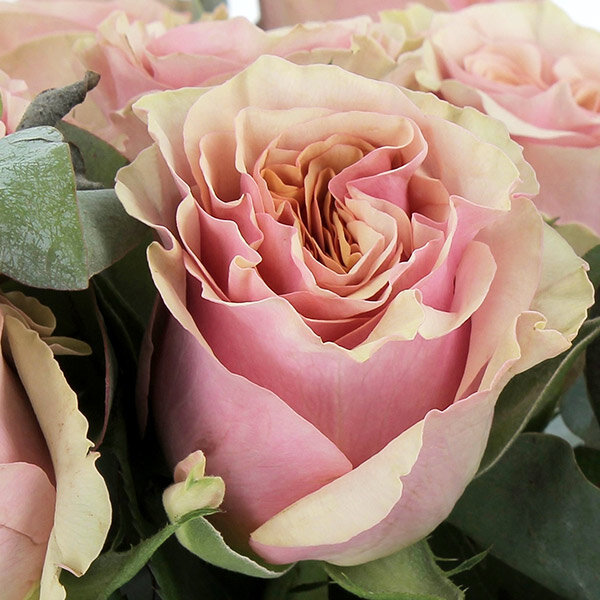 Bouquet de roses "MABELLA" - Livraison Express | Florajet