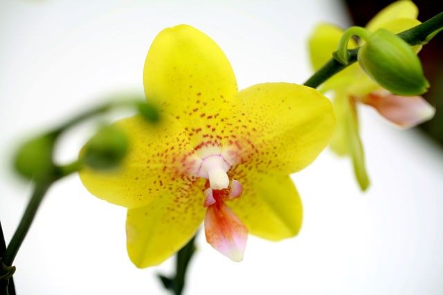 Livraison d'Orchidées – Orchidée Jaune 1 Branche | Florajet