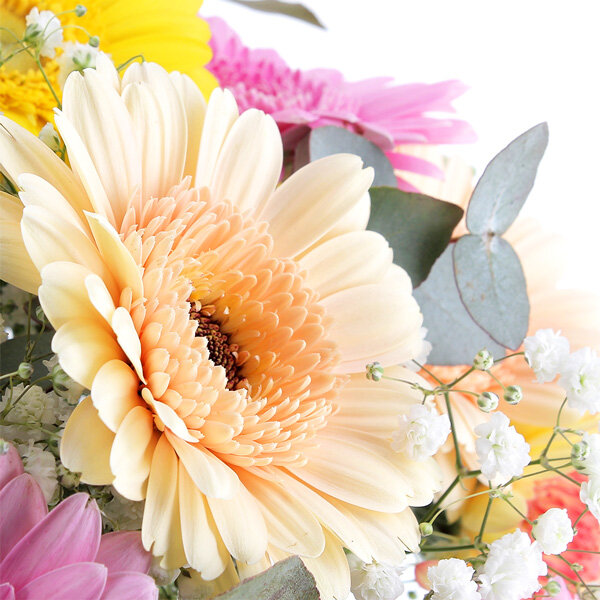 Fleurs et cadeaux "BOUQUET DE GERMINIS TONS PASTEL + ROCHERS MAXIM'S ...