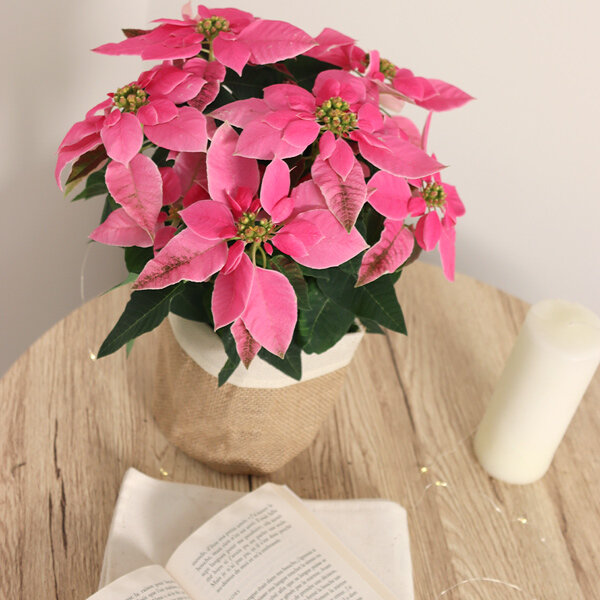 Poinsettia rose store