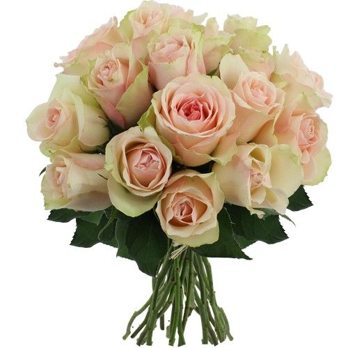 Bouquet de roses "15 ROSES ROSE" - Livraison Express | Florajet